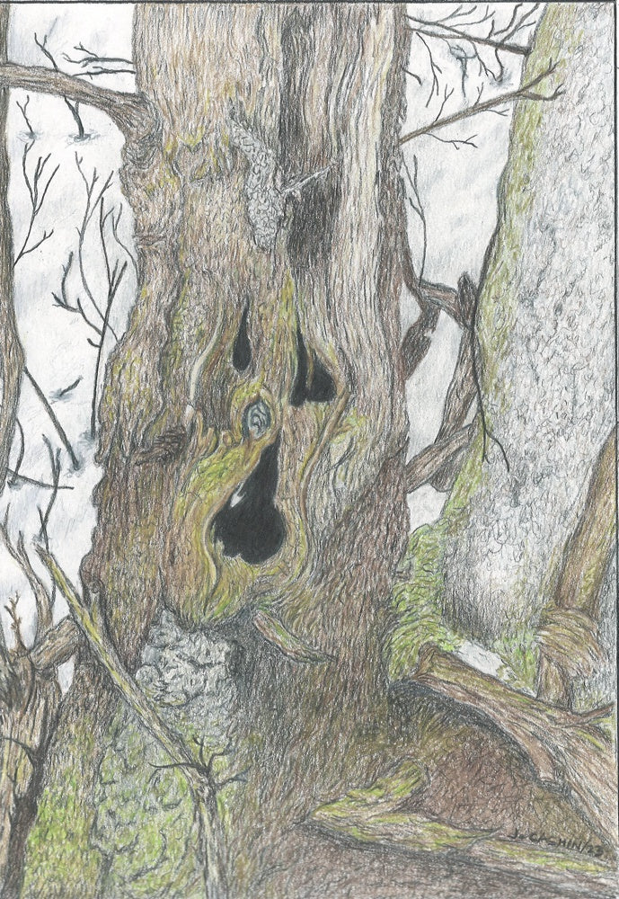 The Screaming Tree of Algonquin Park | helloart