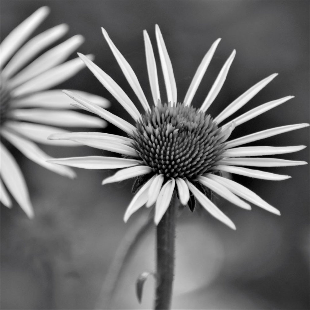 In The Spotlight | helloart