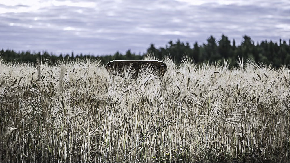 The harvest chair resting a the barley field | helloart