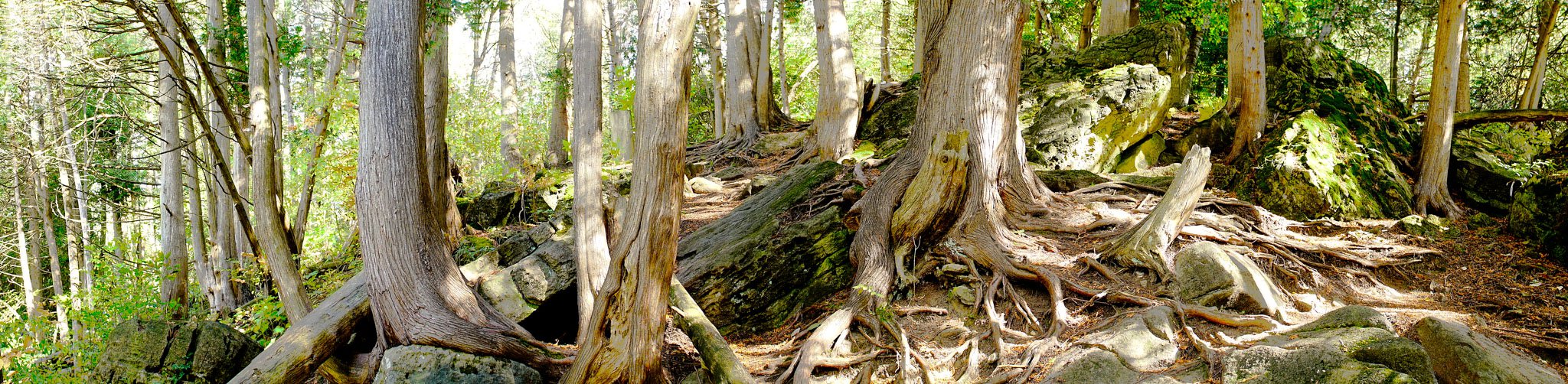 Laying Down Roots, Limehouse, Ontario | helloart