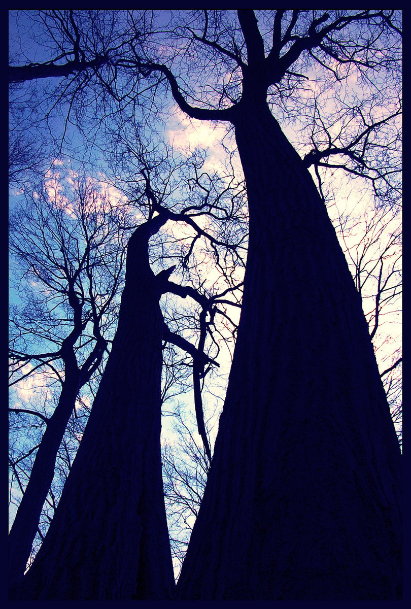 Spring Awakening | helloart