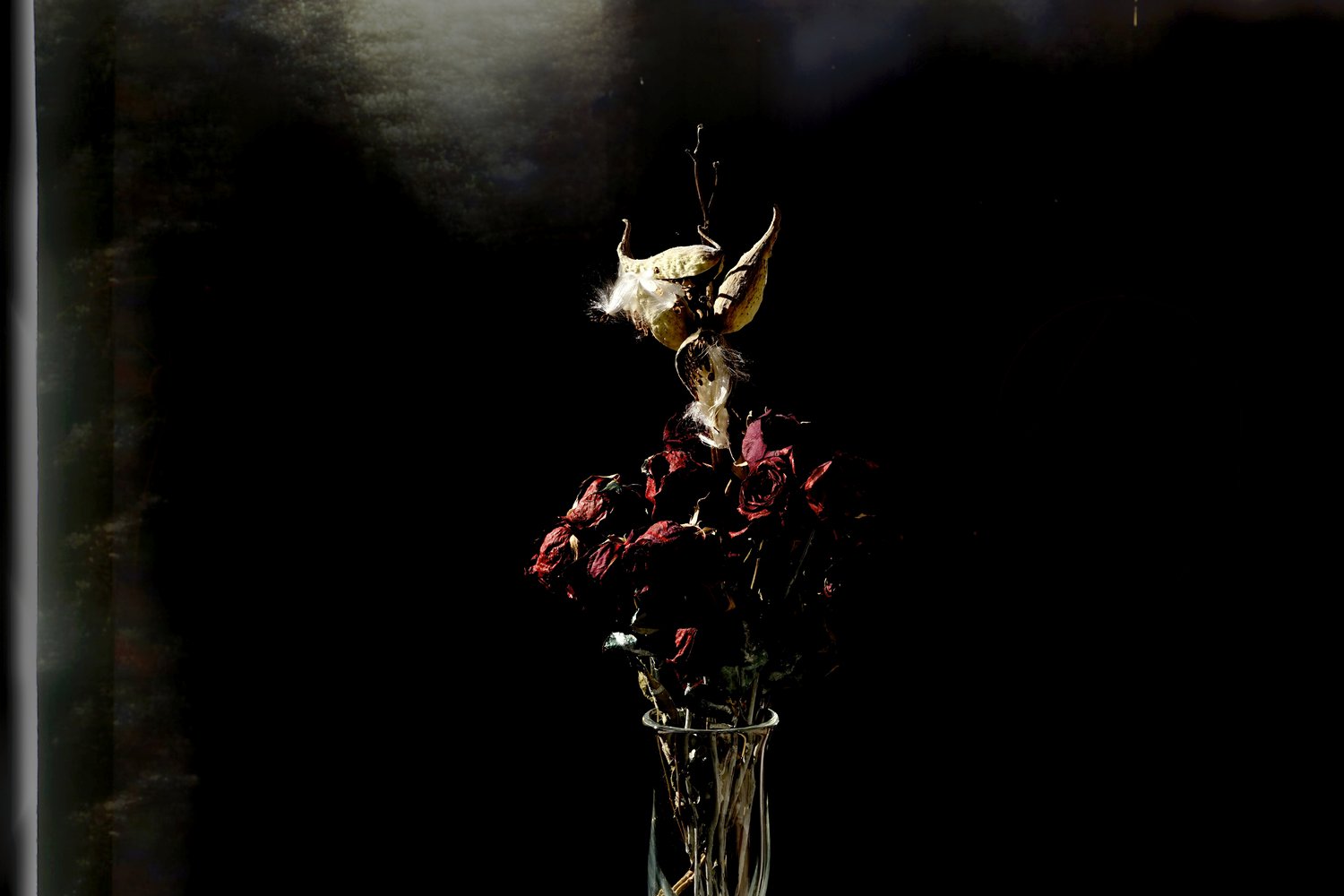 Monarch 1 | helloart