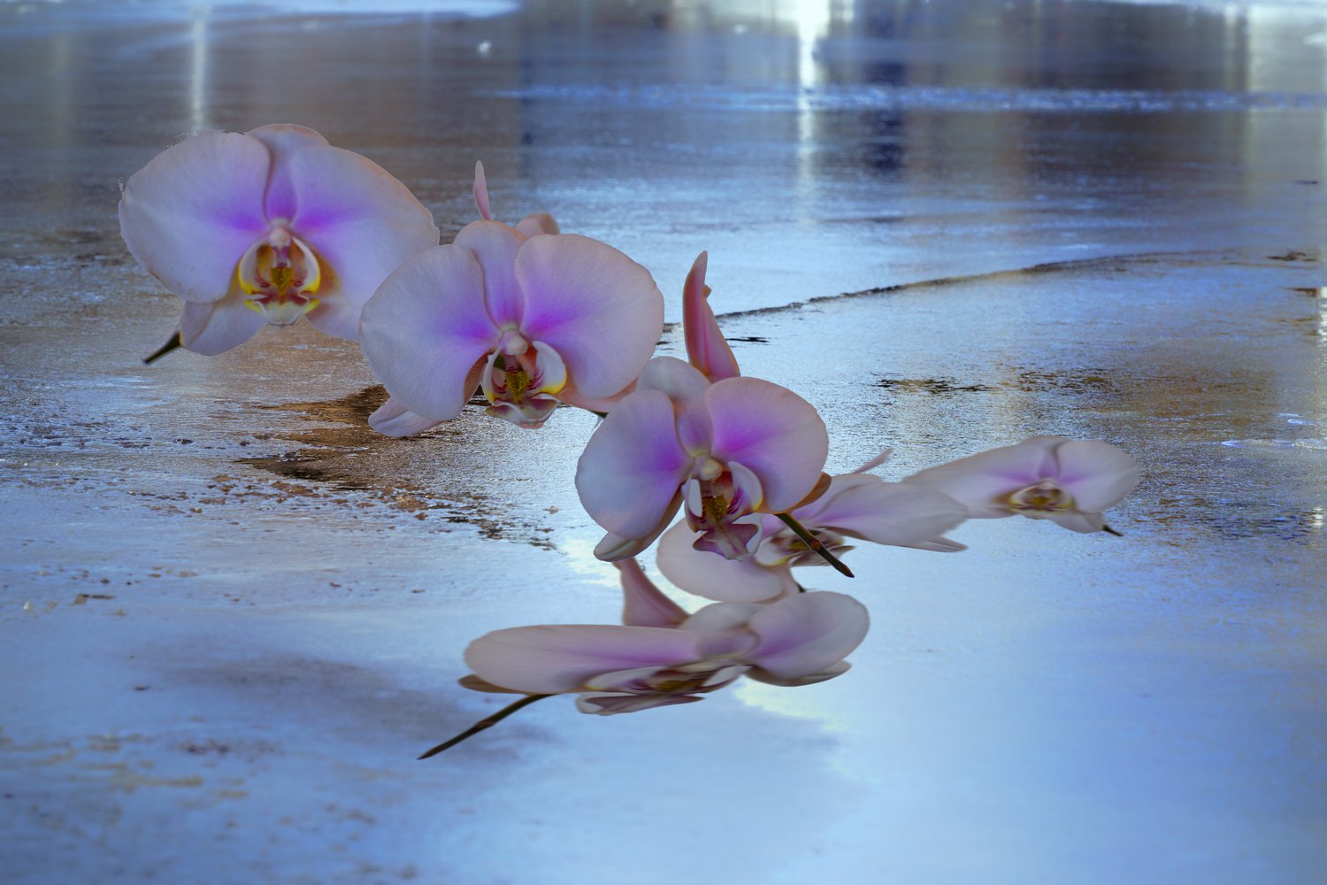 Ice Orchid | helloart