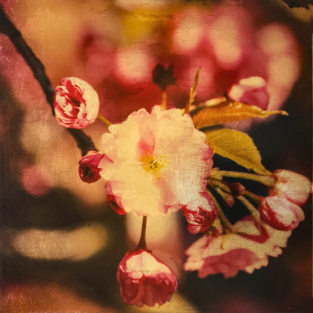 Cherry Cascade | helloart