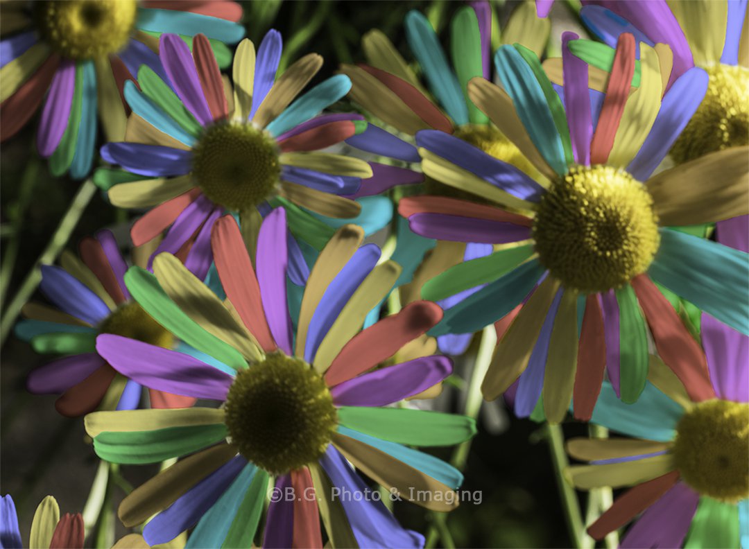 Daisy Choir | helloart