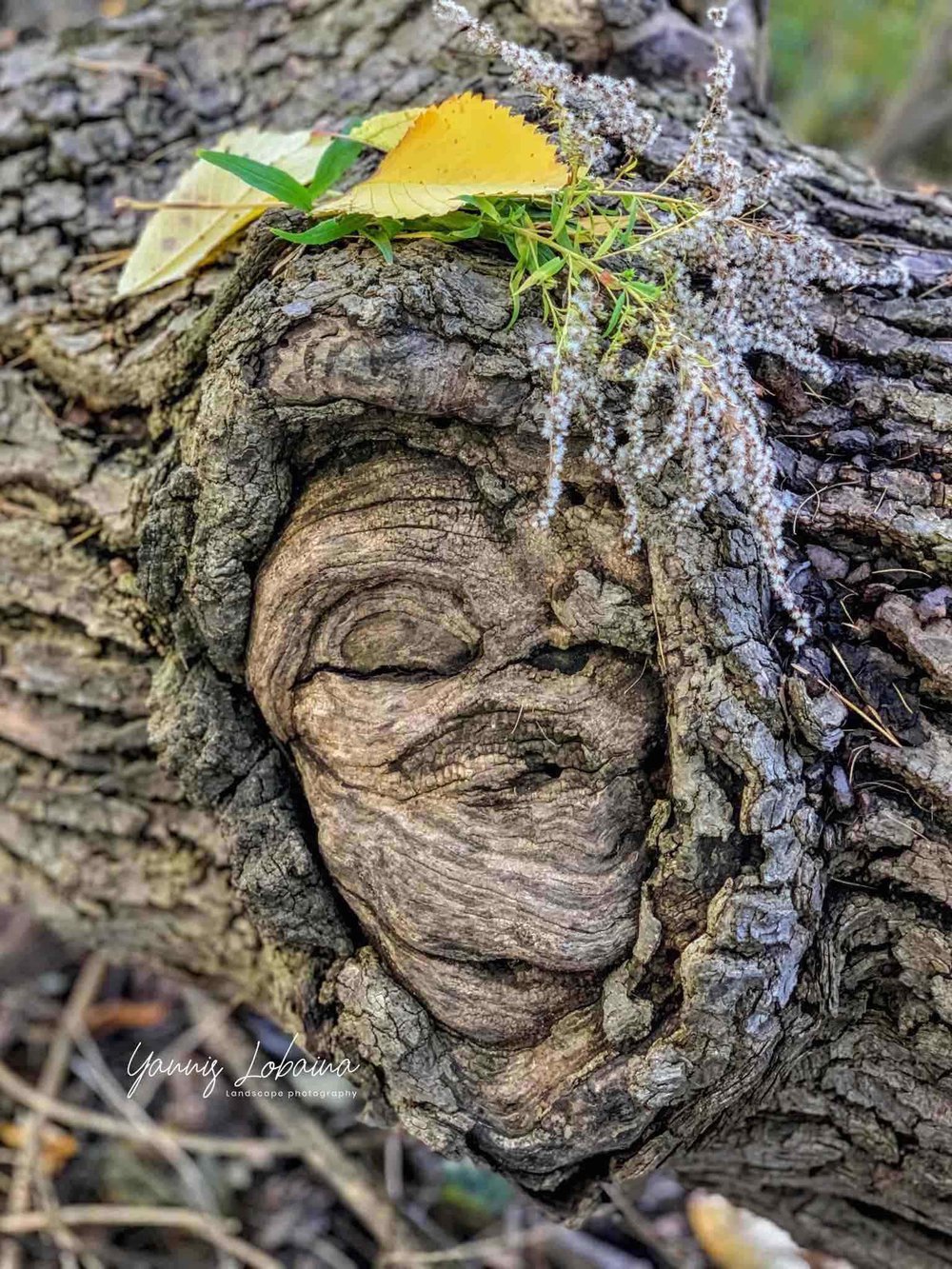 Female Spirit An Oak Tree | helloart
