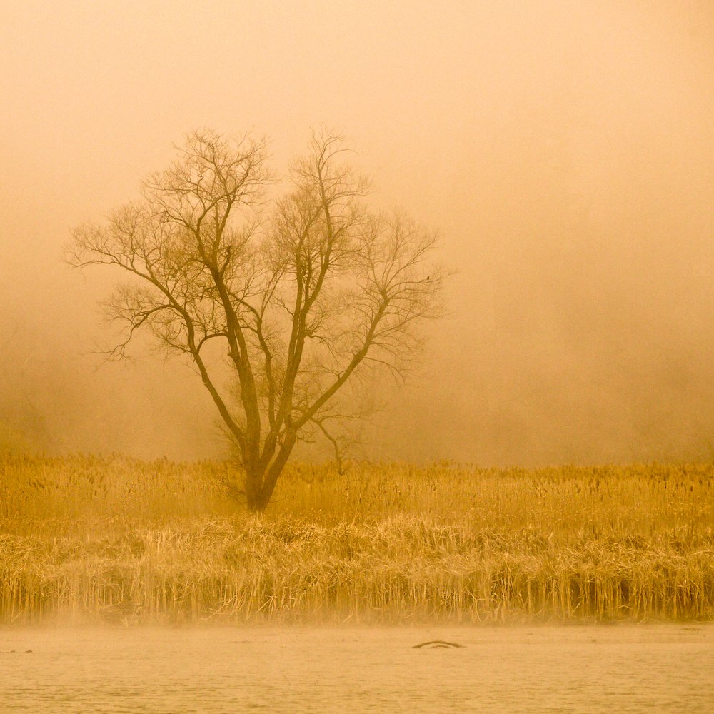 Mist on the Rouge River | helloart