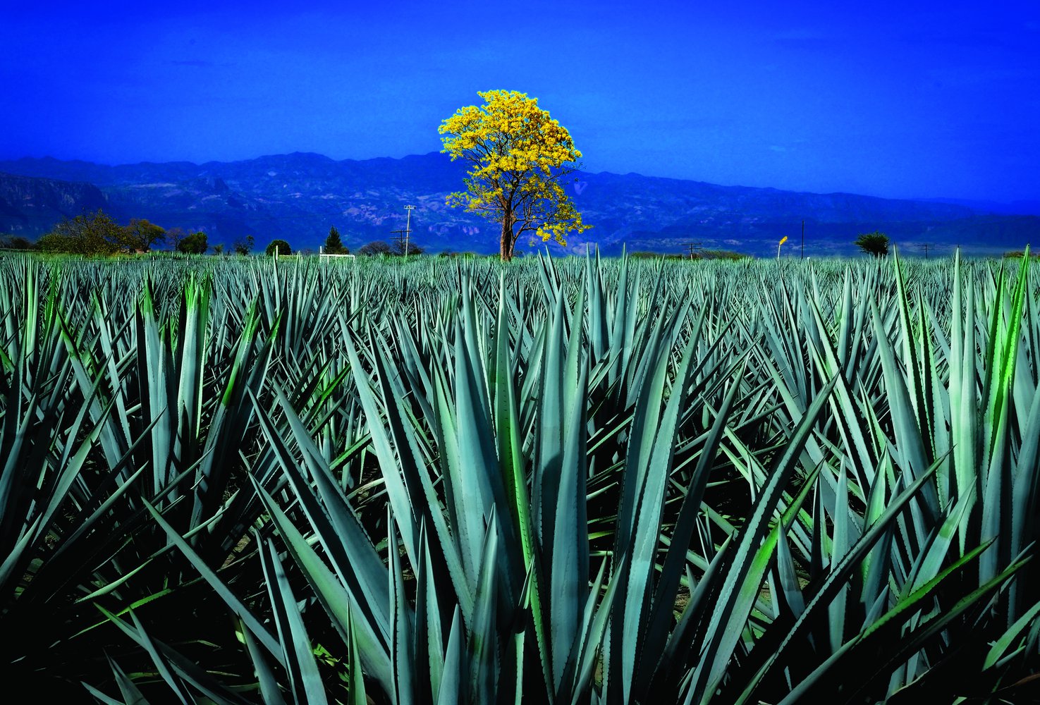 The Last Tree Standing | helloart