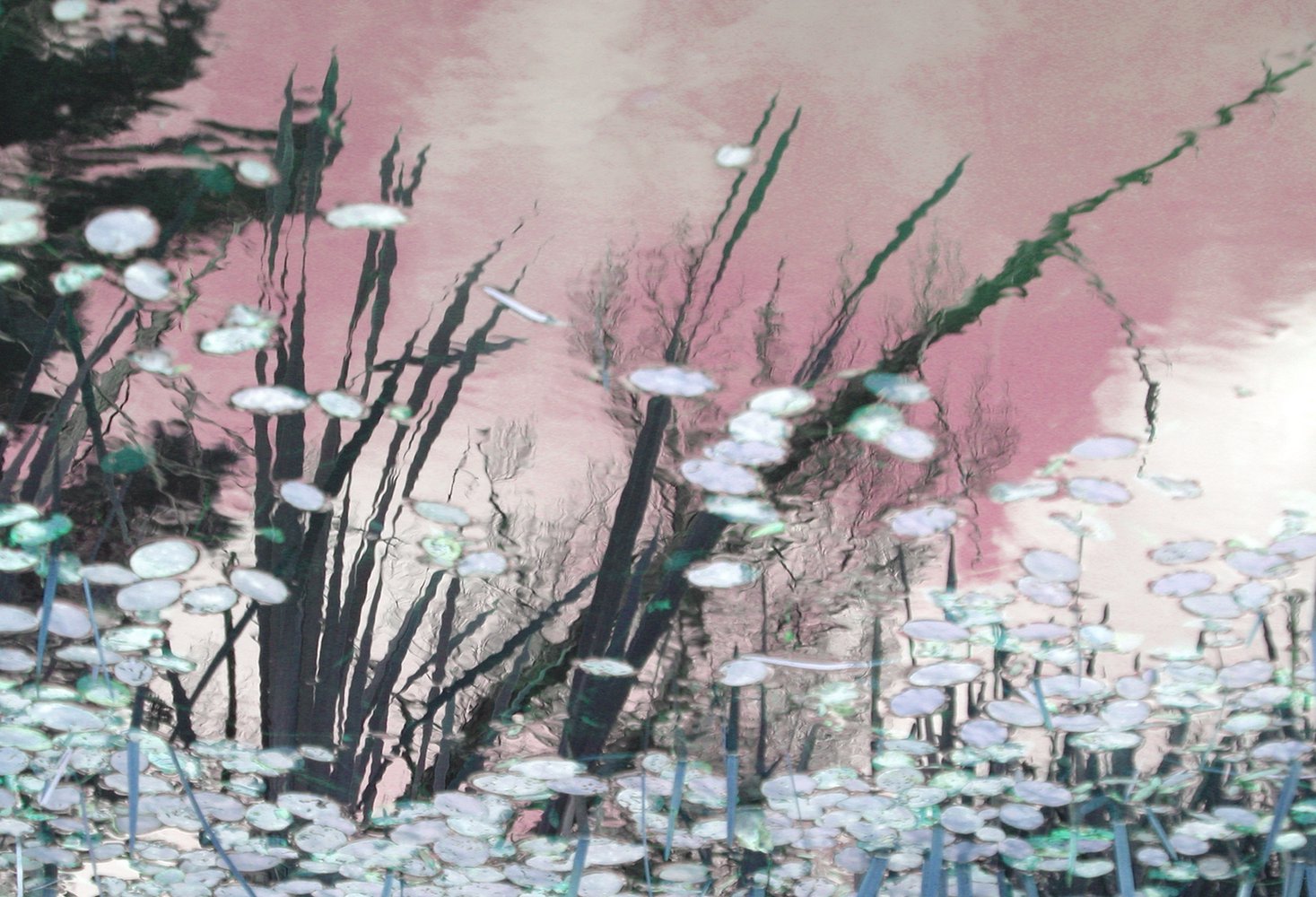 Swamp Lilies (iii) | helloart