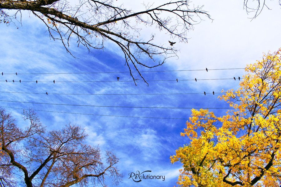 Fall Tones | helloart