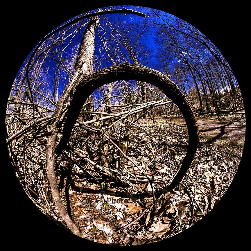 Awaiting The Spring Canopy | helloart