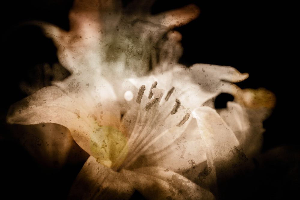 Dreaming of Lily | helloart