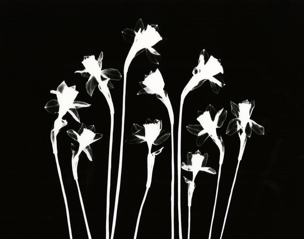 Dancing Daffodils | helloart