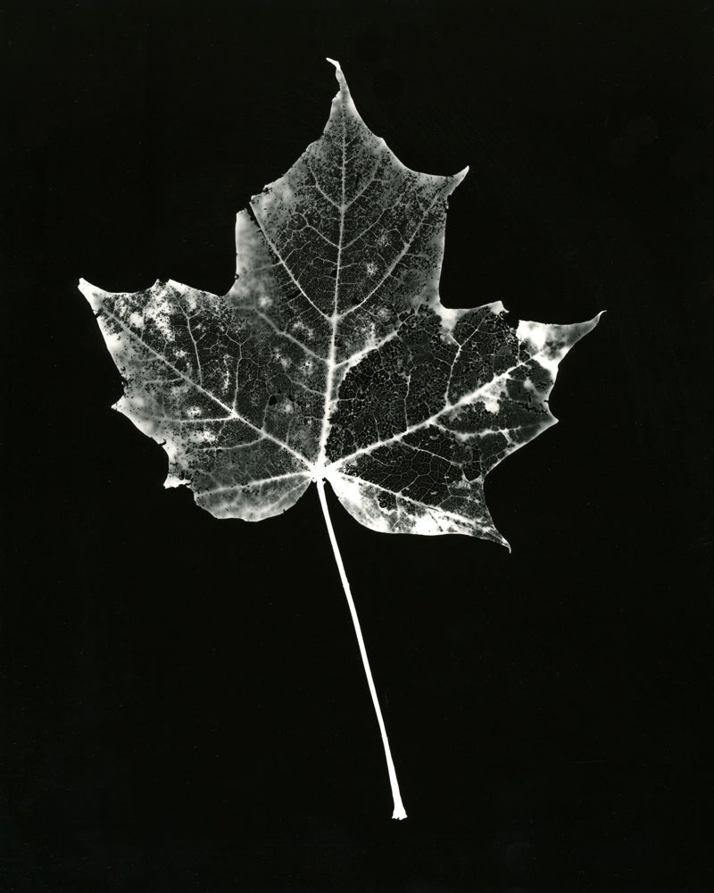 Maple Leaf | helloart