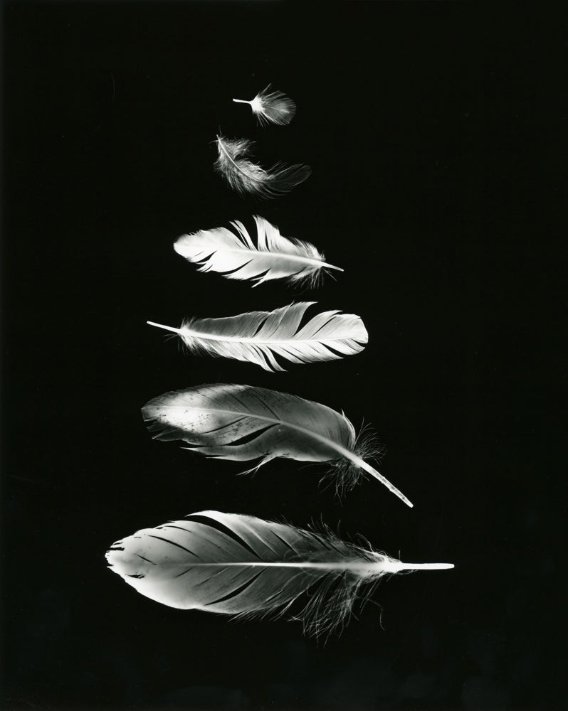 Feathers Scale | helloart