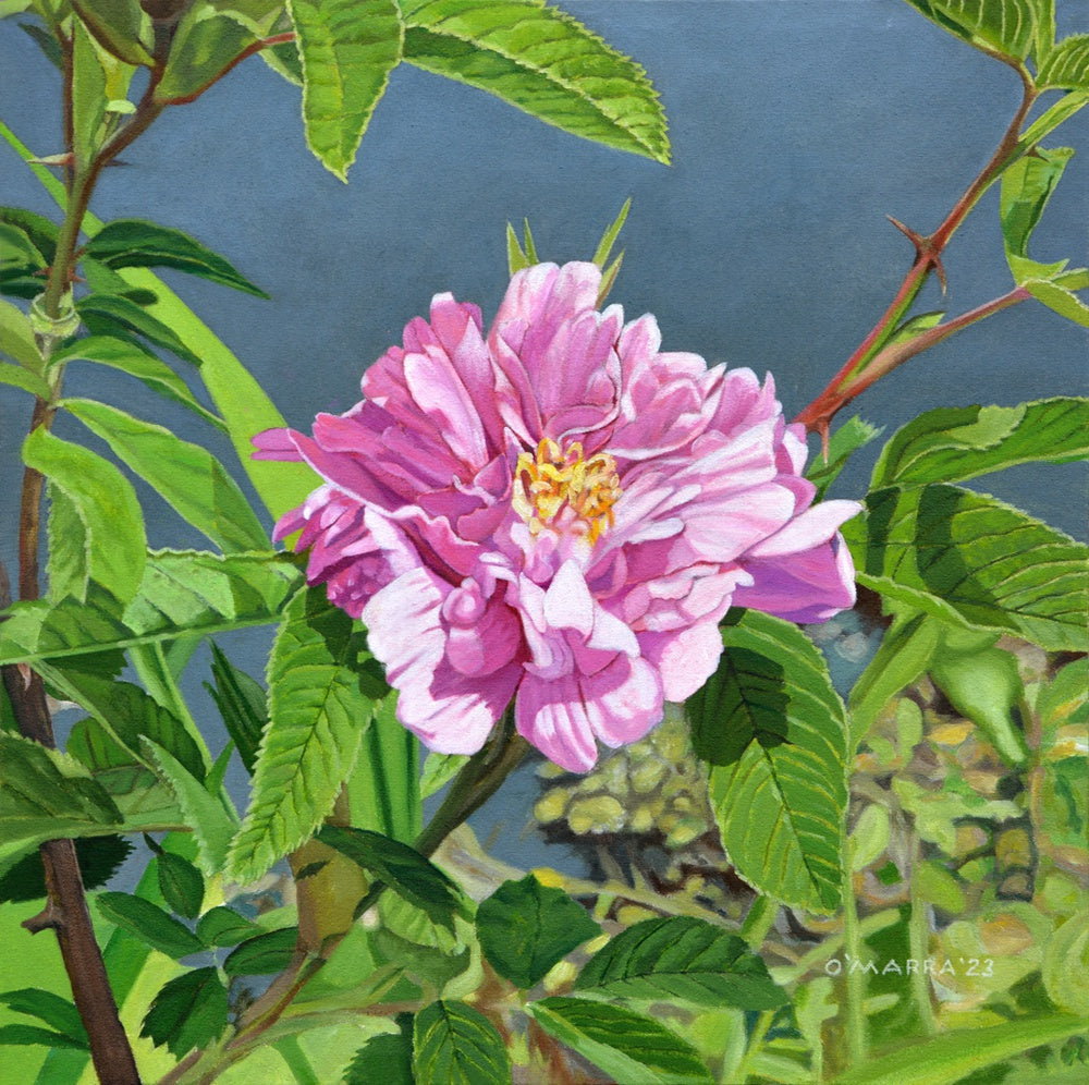 Wild Rose | helloart