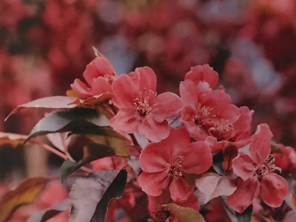 Symphony in Crimson | helloart