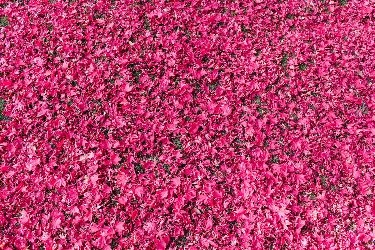 Pink Leaves | helloart