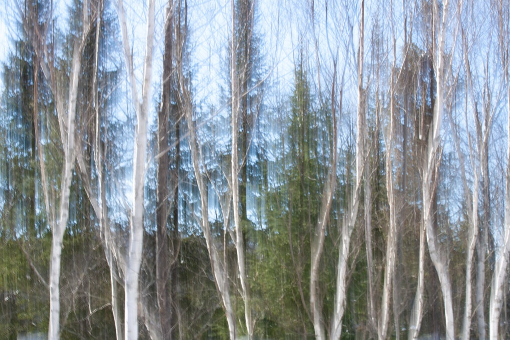 Blurred Birch | helloart