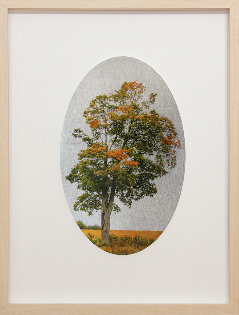 Enduring Roadside Maple Tree | helloart