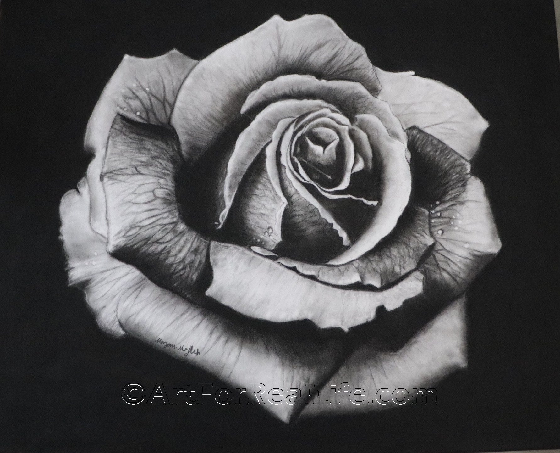 Rose | helloart