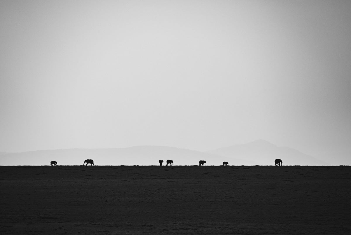 Elephants on the Horizon | helloart