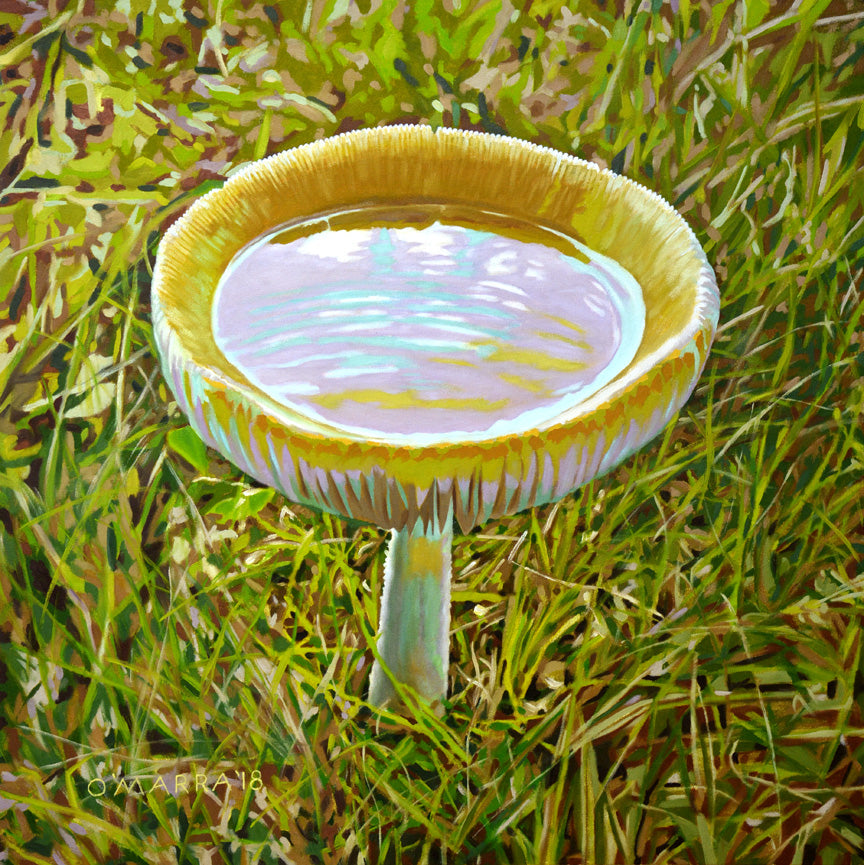 Mushroom Under the Cedars | helloart