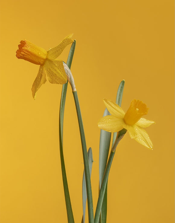Wild Daffodils | helloart
