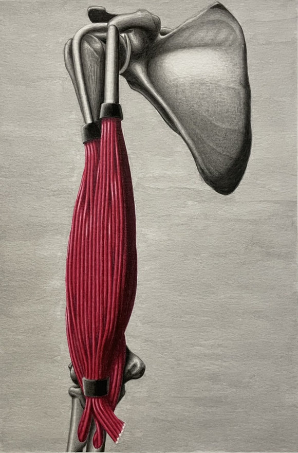 Bicep Study | helloart