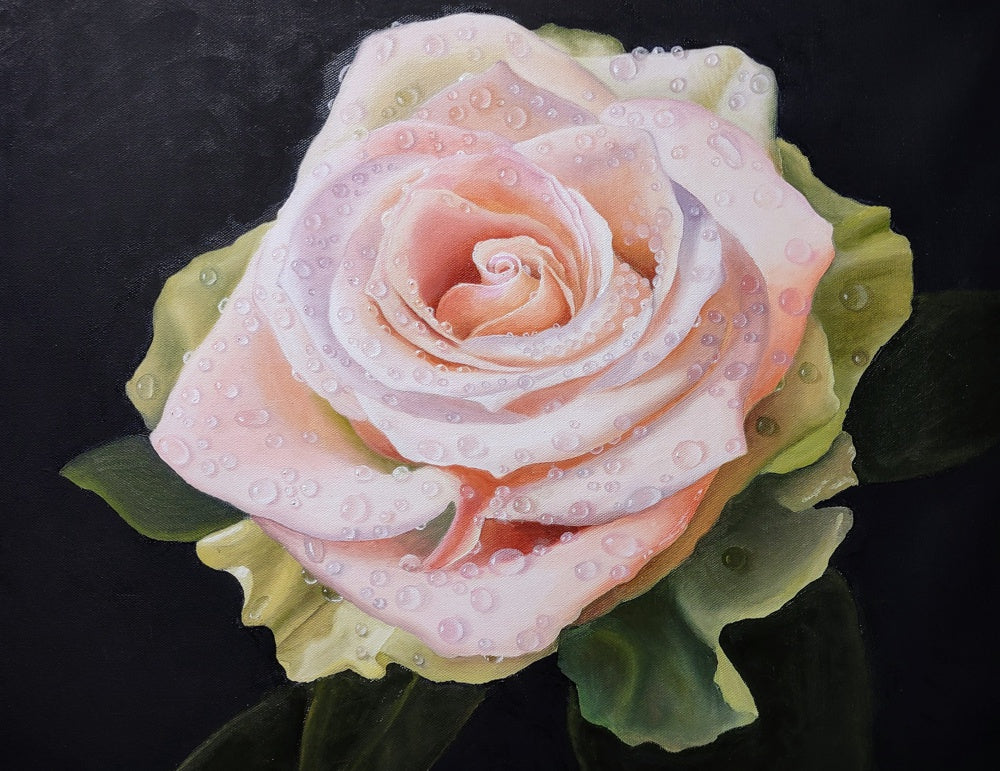 Rose with water drops | helloart