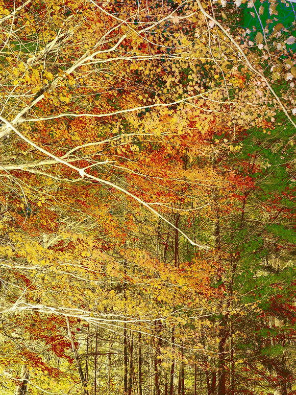 ON YOUR ISLAND: FOREST CEREMONY | helloart