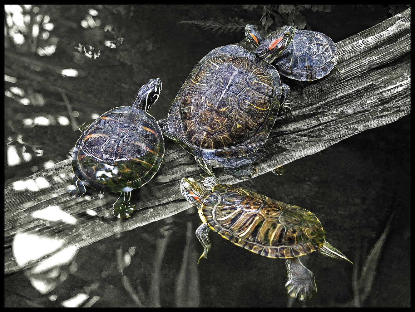 A Family of Turtles | helloart