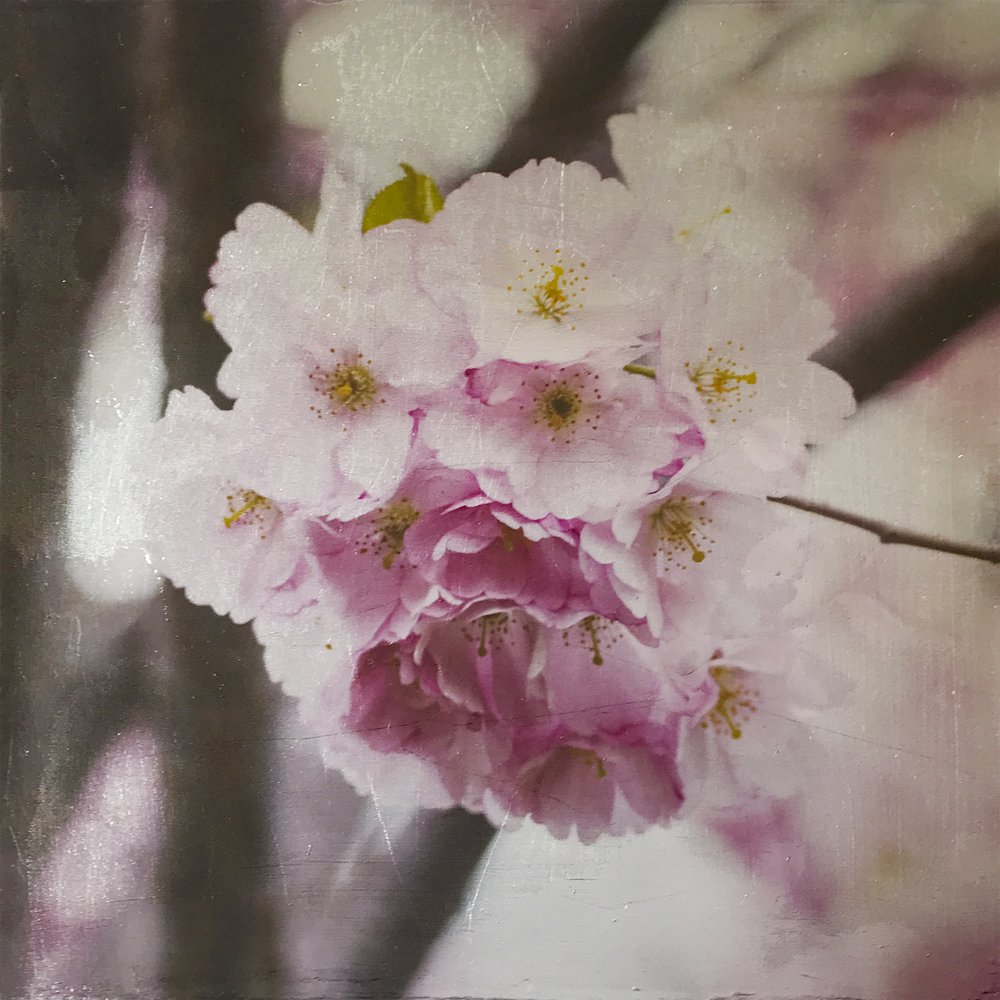 Cherry Whisper | helloart