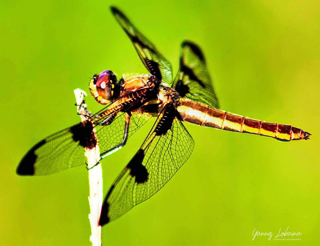Dragonflies Mystic encounters | helloart
