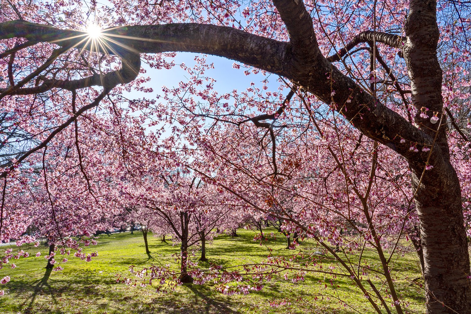 Sunshine and Pink | helloart