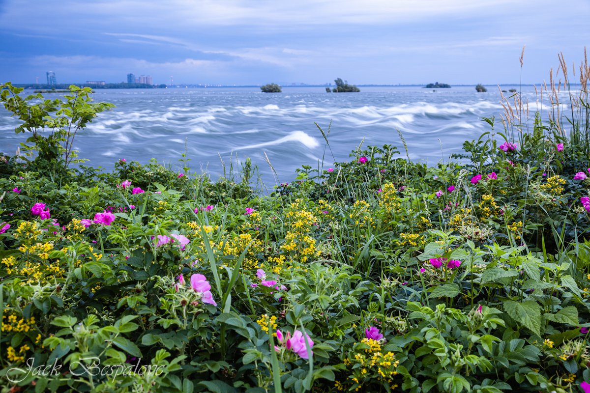 Montreal flowers | helloart