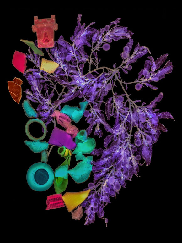 Sargassum, Gulfweed with Plastic and Glass Pollution - Location: Rocka ...