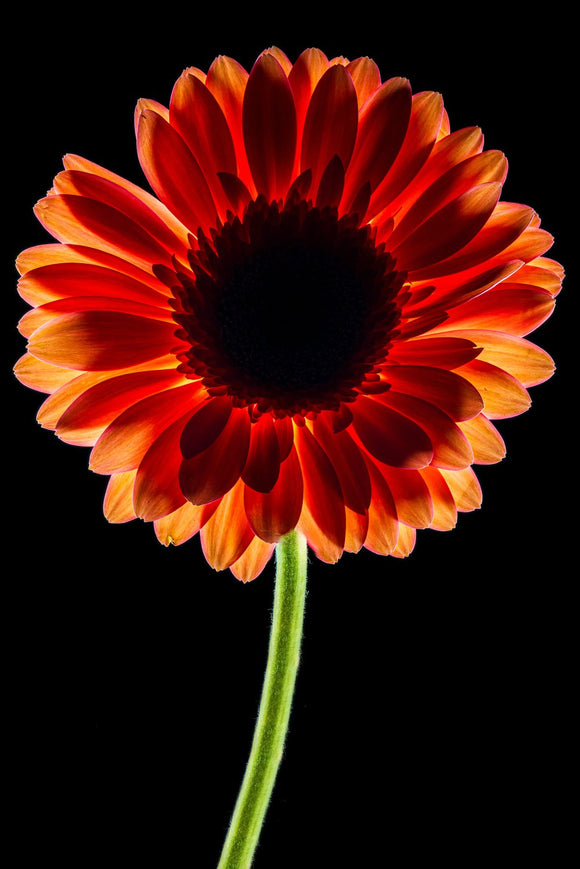 Dark Daisy Pink | helloart