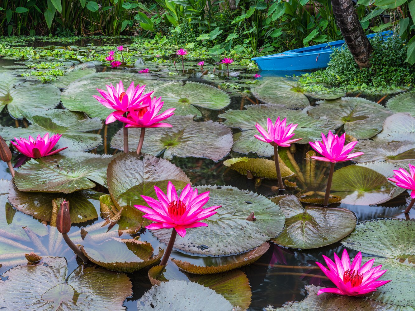 Serenity in Bloom | helloart