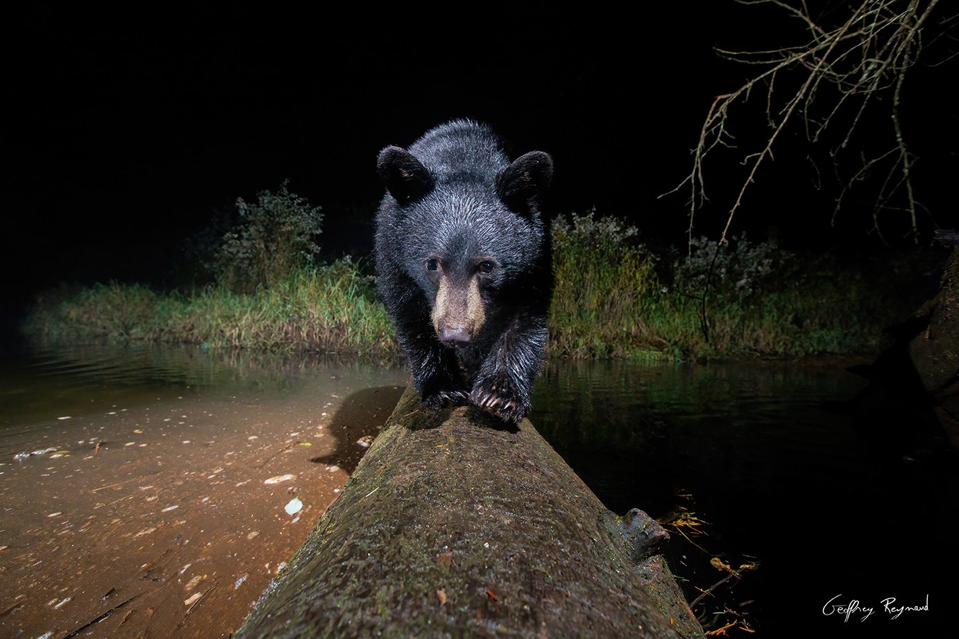 Night Crossing — A curious cub comes to investigate my camera | helloart