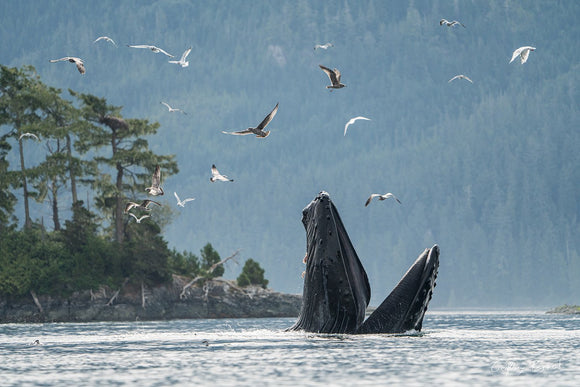 Wide Open — A humpback whale lunge feeding | helloart