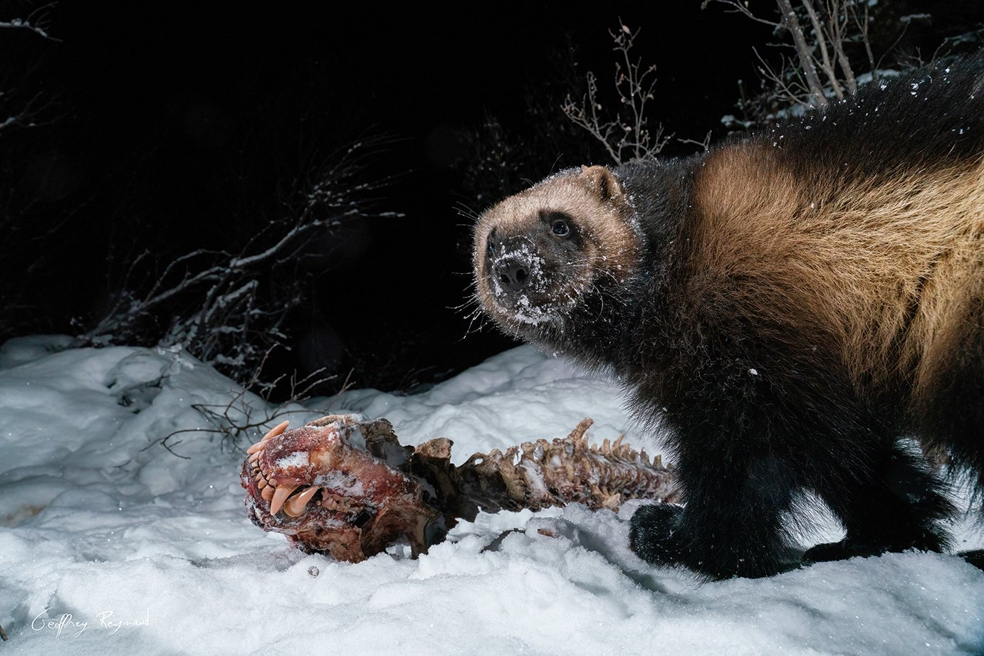 A Rare Sight — A wolverine on a grizzly remain | helloart