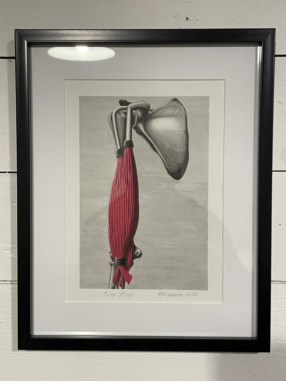 Bicep Study | helloart