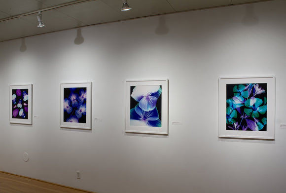 Calibrachoa, Superbells Rising Star | helloart