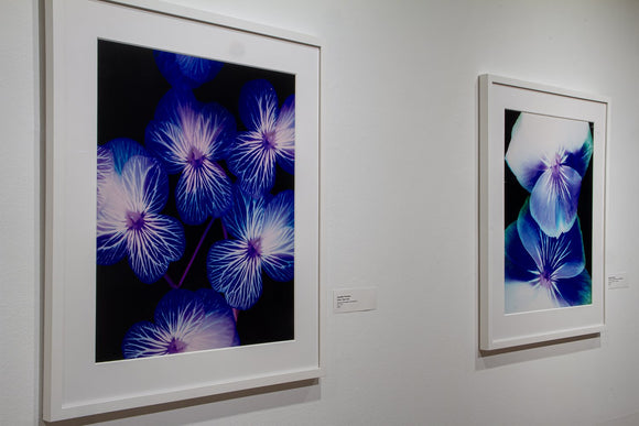 Pansey Abstraction | helloart