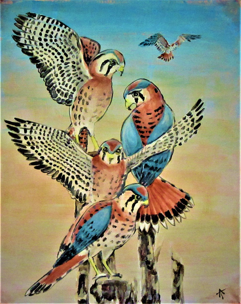 American Kestrel II | helloart