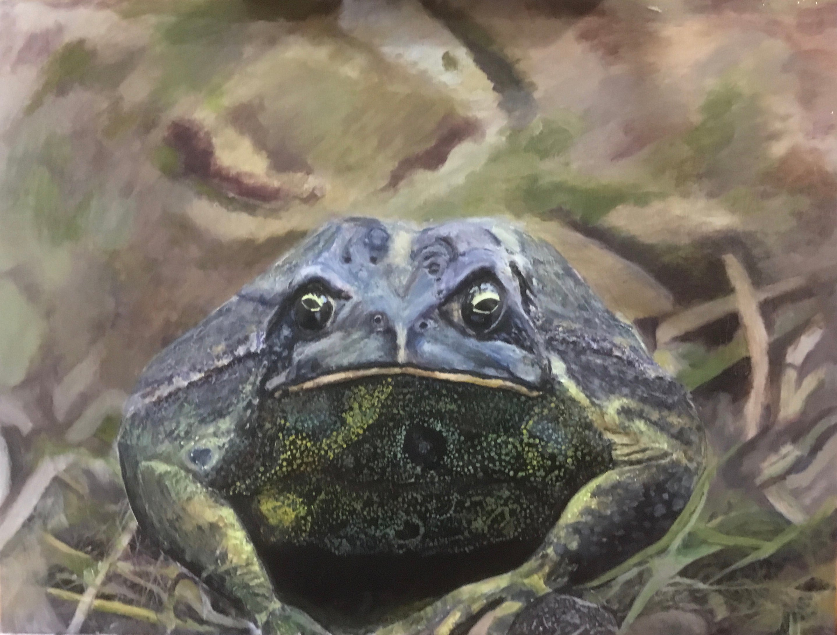 Frog 5 - aka The Chief | helloart