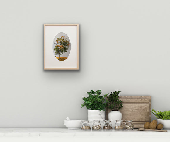 Enduring Roadside Maple Tree | helloart