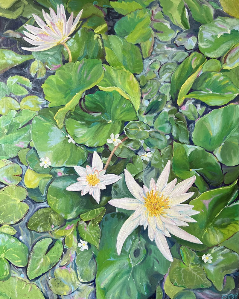 Nymphaea | helloart