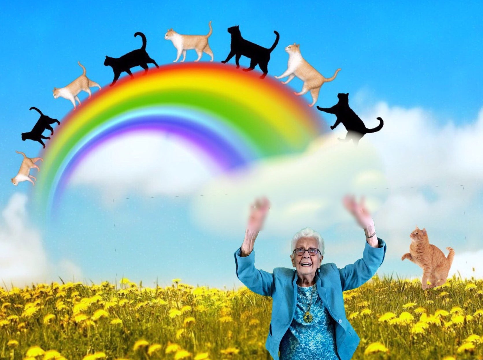 Doris' Cat Rescue #3 (rainbow) | helloart